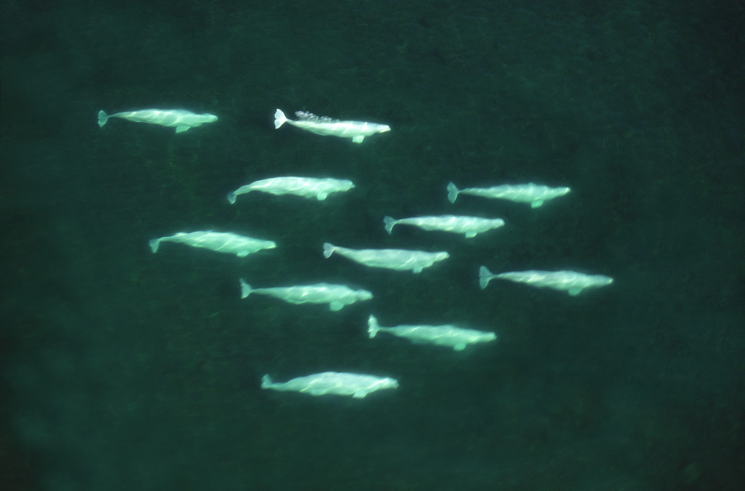 Belugas Whale - Churchill Wild Polar Bear Tours
