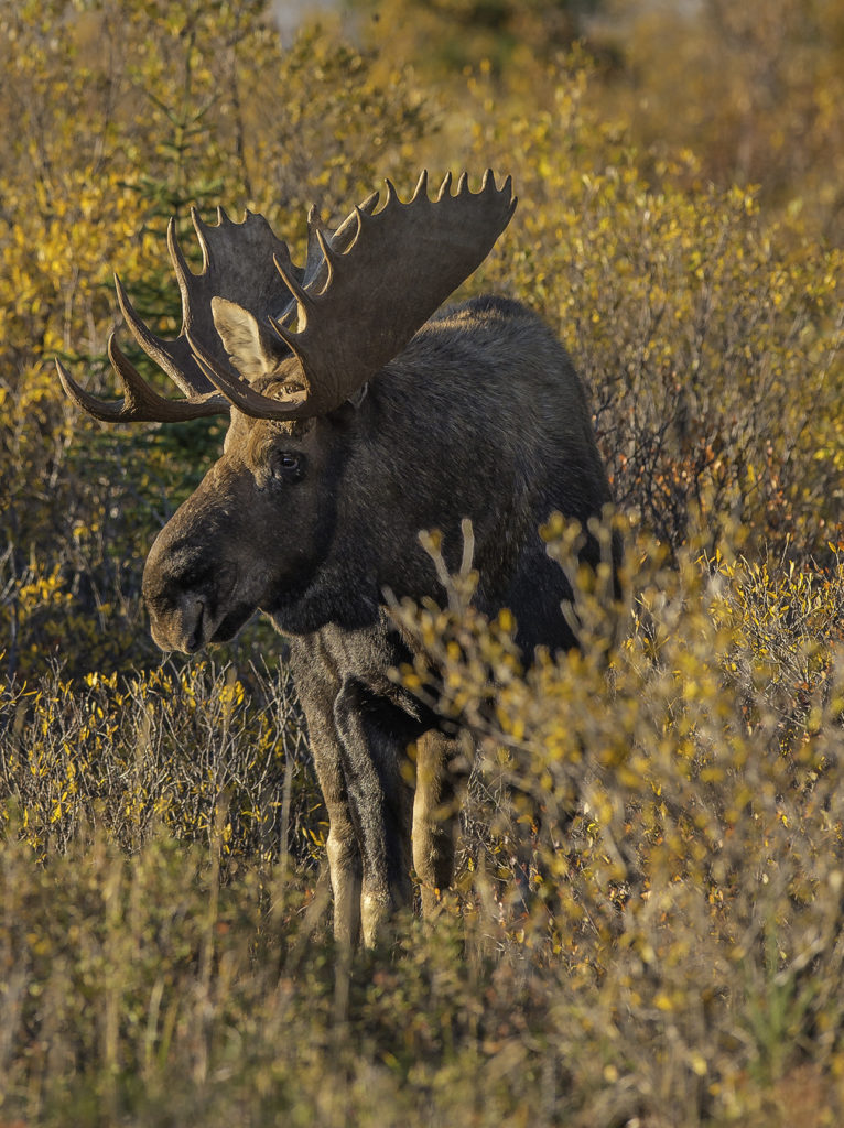 Moose - Churchill Wild Polar Bear Tours