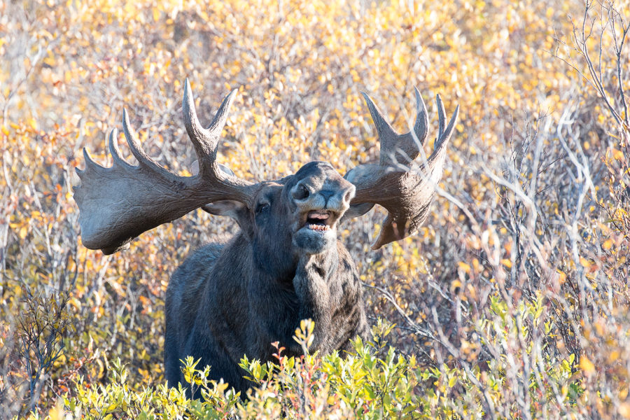 Moose - Churchill Wild Polar Bear Tours