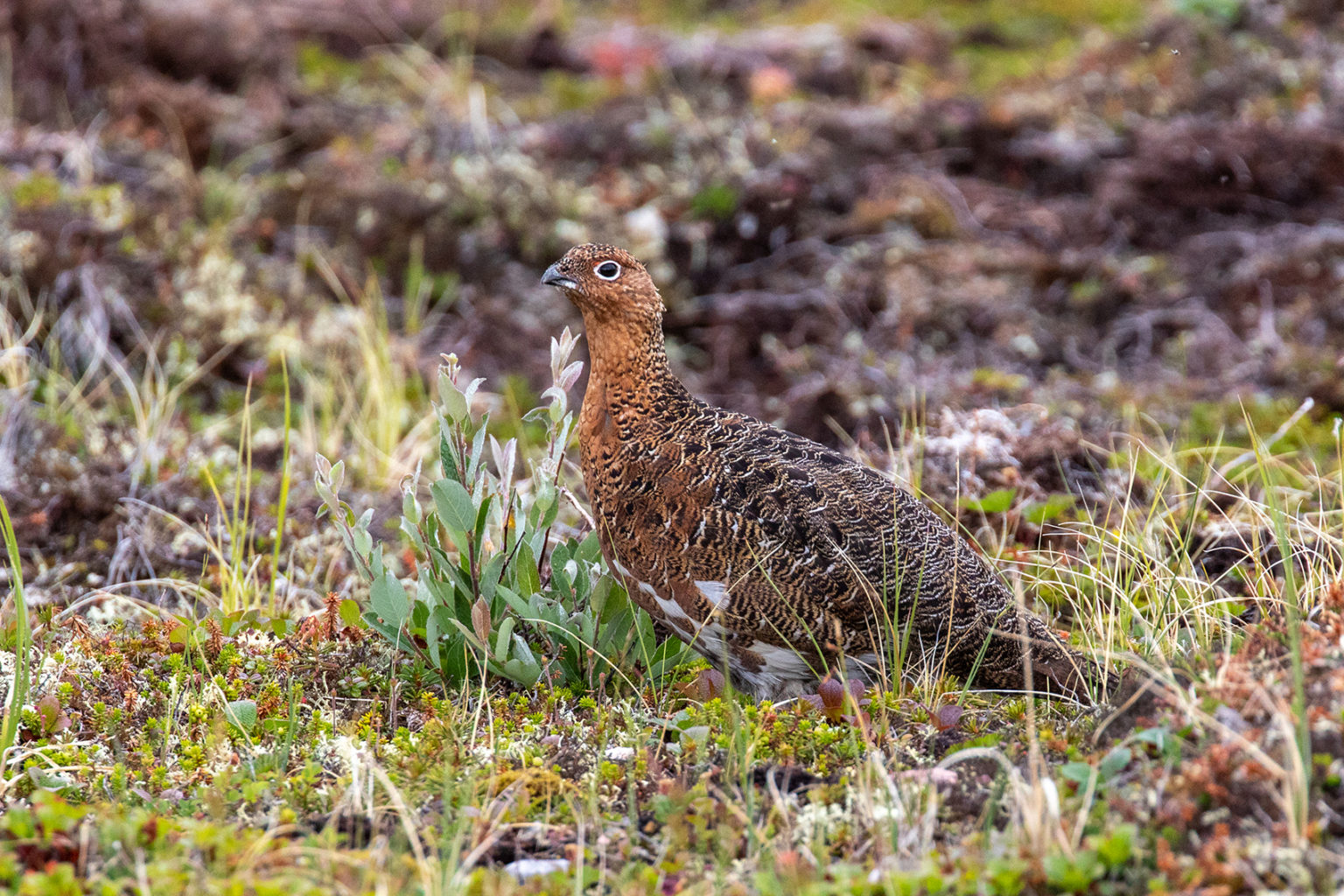 Ptarmigan - Churchill Wild Polar Bear Tours