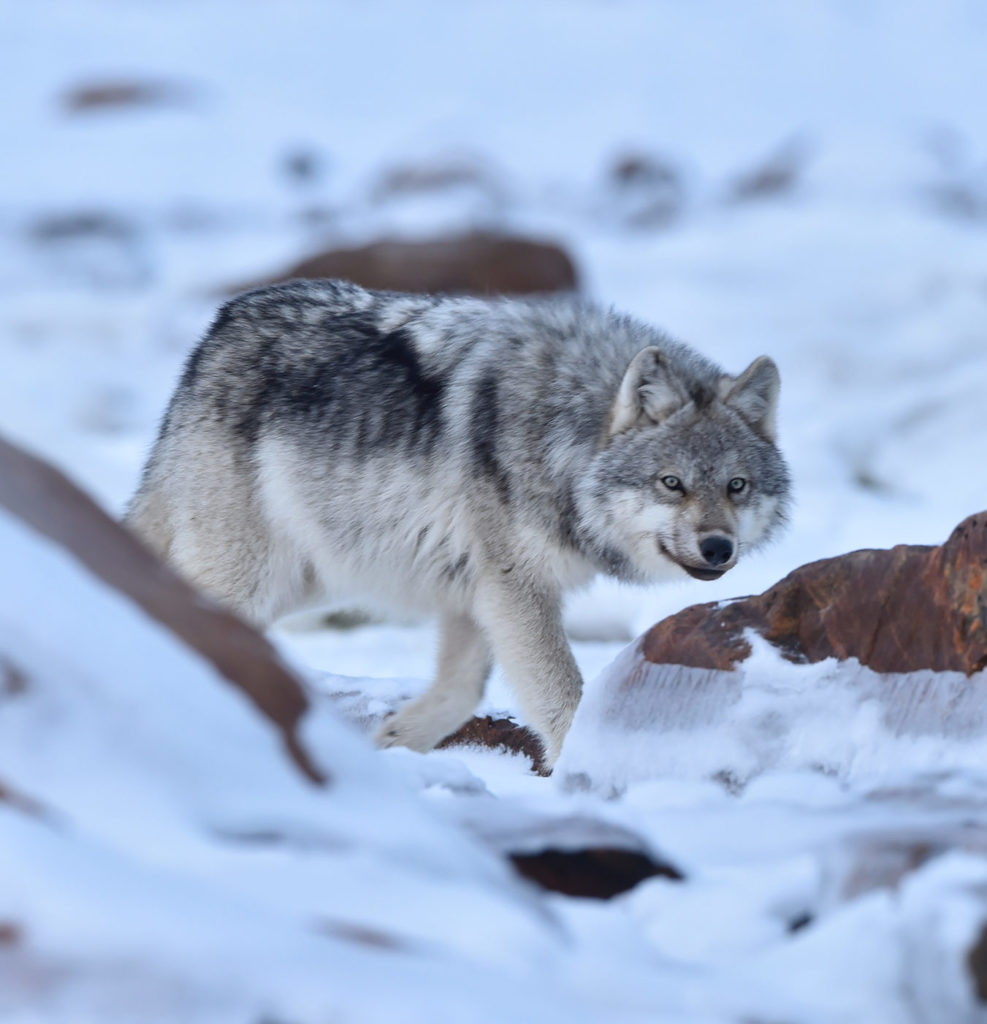 Wolf - Churchill Wild Polar Bear Tours