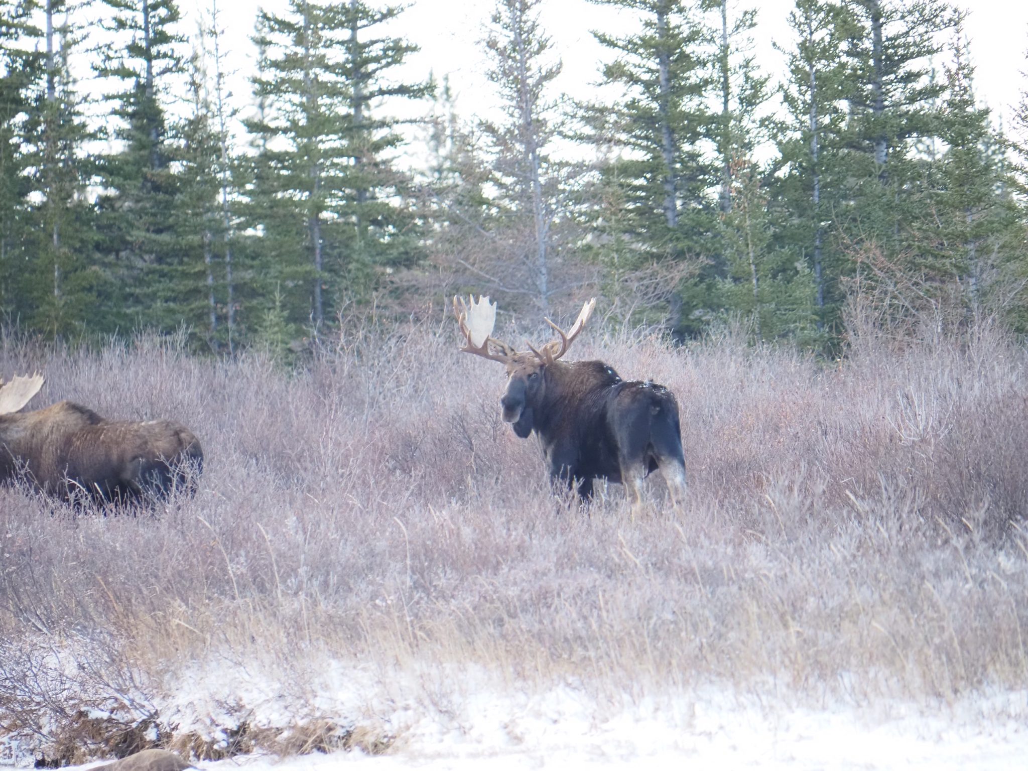 Moose in the Marshes - Churchill Wild Polar Bear Tours