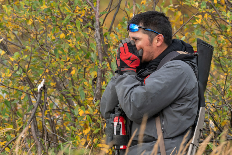 Moose in the Marshes - Churchill Wild Polar Bear Tours