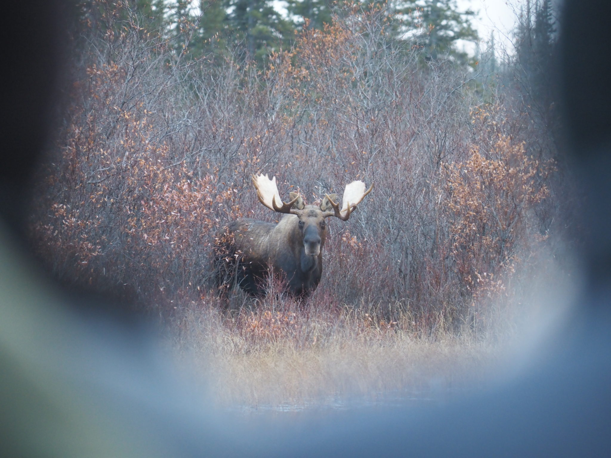 Moose in the Marshes - Churchill Wild Polar Bear Tours