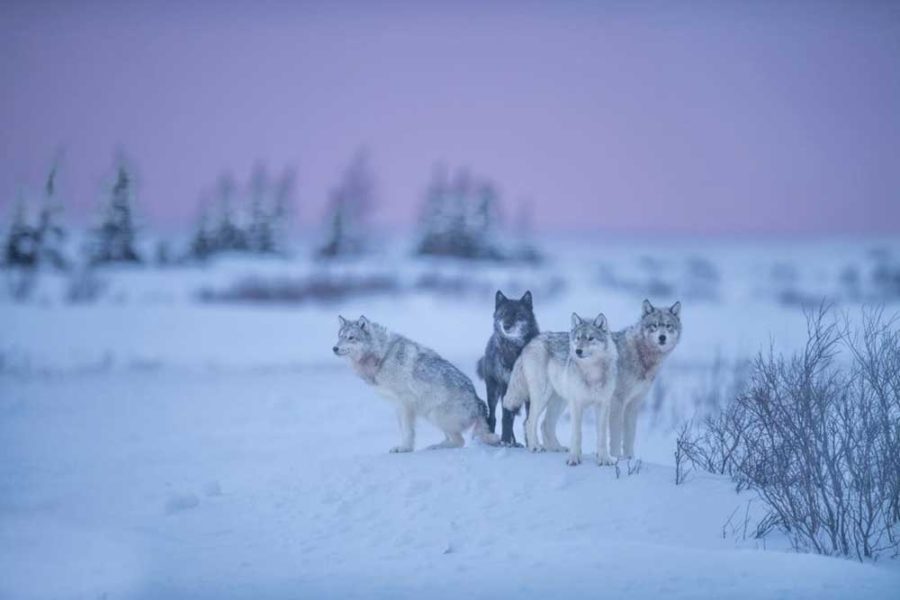 The Secret is Out. The Cloud Wolves of Nanuk. - Churchill Wild Polar ...