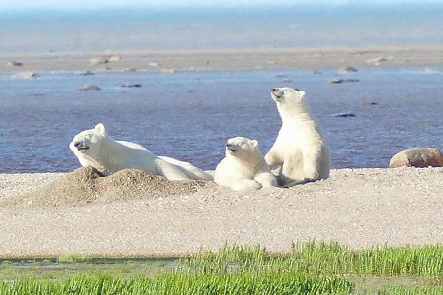 Churchill Polar Bears in the Summer 2025-2026 - Churchill Wild Polar ...