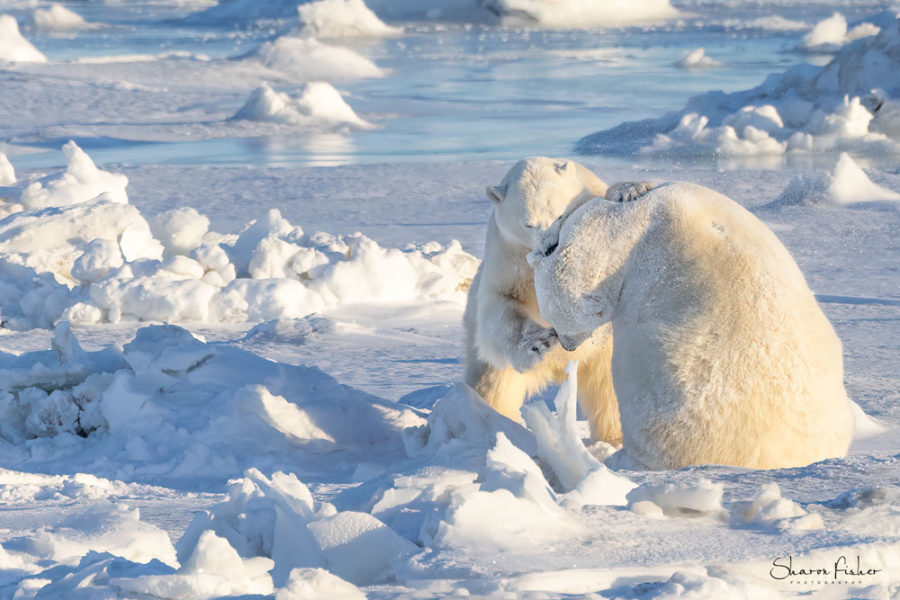 Sharon Fisher Shoots the Light at Seal River Heritage Lodge - Churchill ...