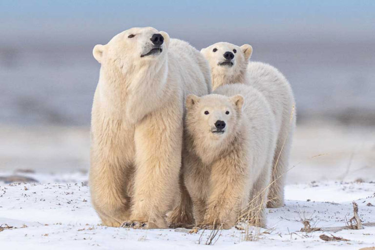 The Magic of Nanuk. History, Memories and Photos. - Churchill Wild ...