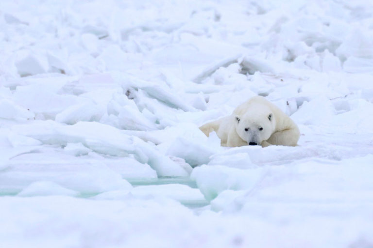 Snowy Emotions: A Christmas Wildlife Photo Album 2023 - Churchill Wild ...