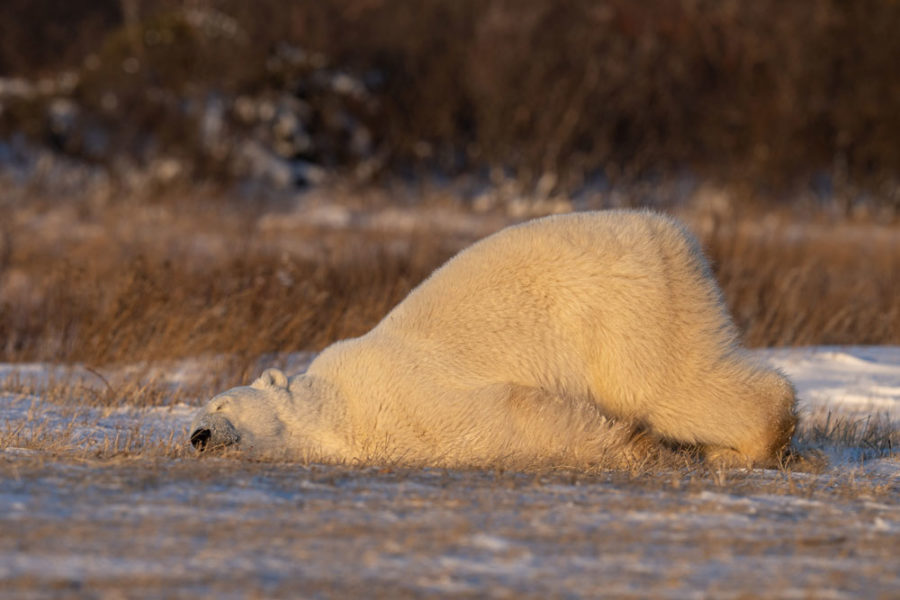 Snowy Emotions: A Christmas Wildlife Photo Album 2023 - Churchill Wild ...