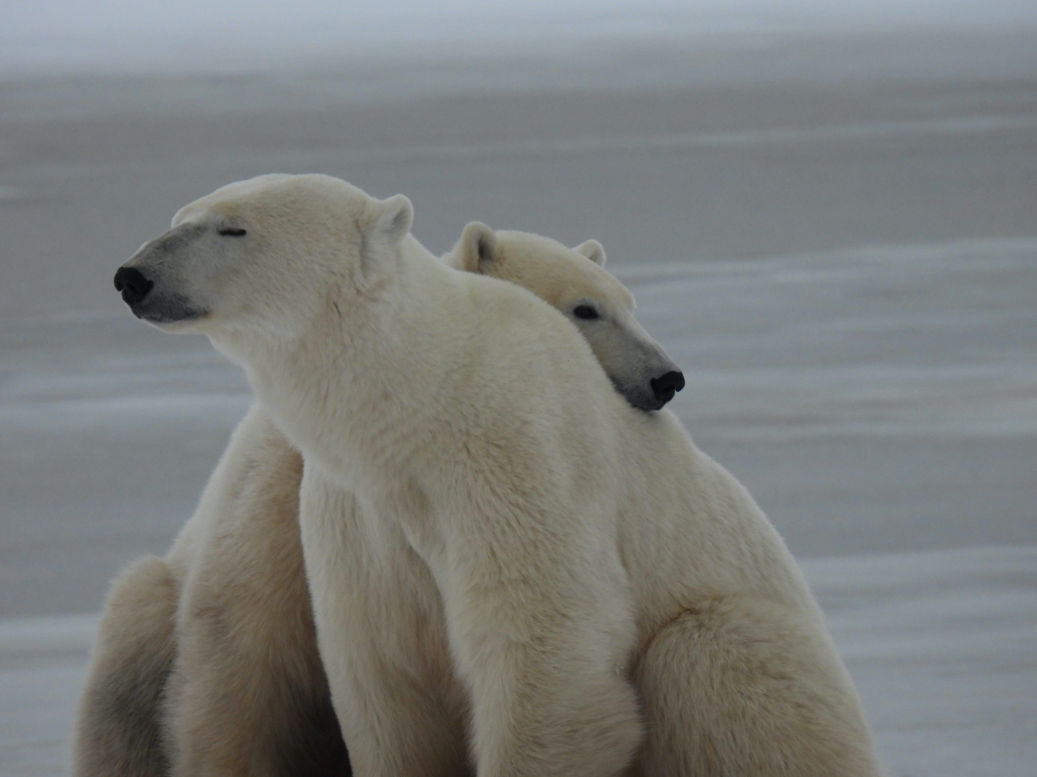 Snowy Emotions: A Christmas Wildlife Photo Album 2023 - Churchill Wild ...