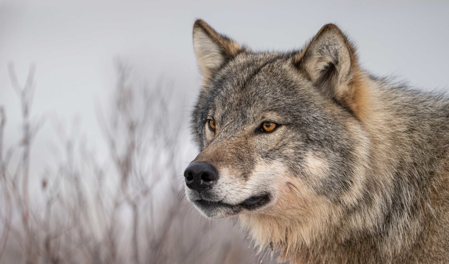 Snowy Emotions: A Christmas Wildlife Photo Album 2023 - Churchill Wild ...