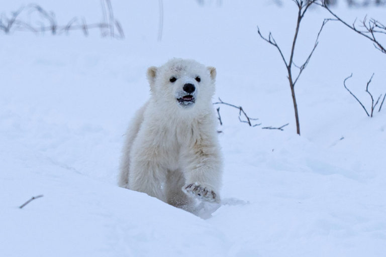 Mom and Cubs Emerge at Nanuk Polar Bear Lodge!