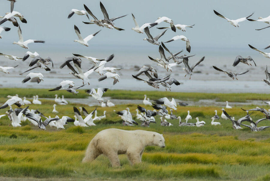 Polar Bear Blog | Churchill Wild Polar Bear Tours