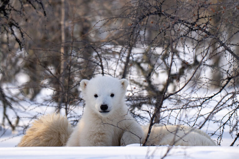 Polar Bear Cubs at Nanuk. An Arctic Wild Photo Gallery.