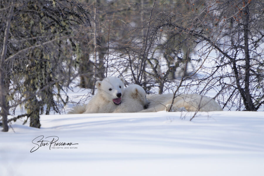 Steve Pressman meets wolves, moose, polar bear cubs at Nanuk.
