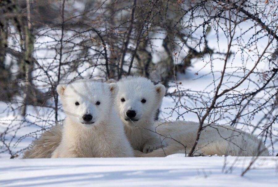 Polar Bear Blog | Churchill Wild Polar Bear Tours