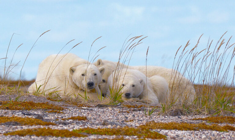 Churchill Polar Bears in the Summer 2025-2026 - Churchill Wild Polar ...