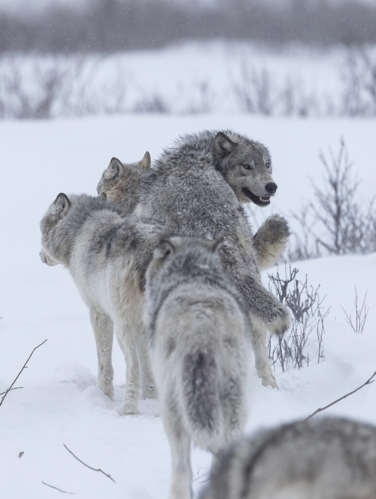 Wolves in the Wind at Nanuk. Thanks for Making My Life Happy.