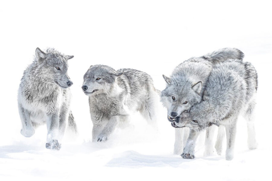 Cloud Wolves of the Kaska Coast | Churchill Wild