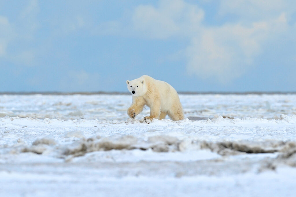 Happy Arctic Sea Ice Day! - Churchill Wild Polar Bear Tours