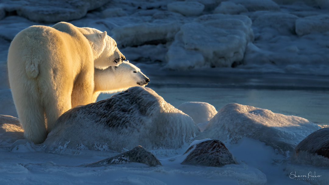 Polar Bear Tours | Wildlife Walking Safaris | Churchill Wild
