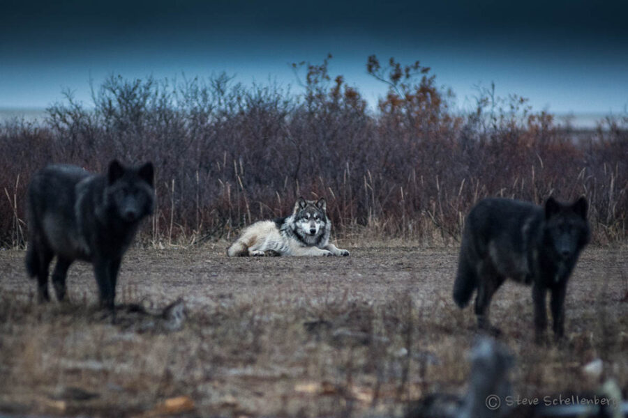 Celebrating International Wolf Day 2023 - Churchill Wild Polar Bear Tours