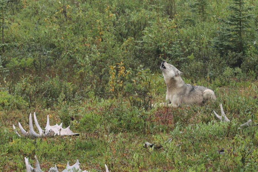 Celebrating International Wolf Day 2023 - Churchill Wild Polar Bear Tours