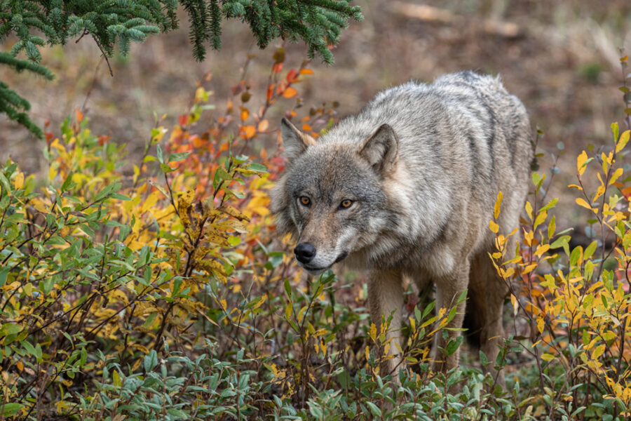 Celebrating International Wolf Day 2023 - Churchill Wild Polar Bear Tours