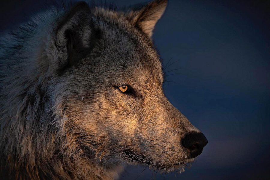 Cloud Wolves of the Kaska Coast | Churchill Wild