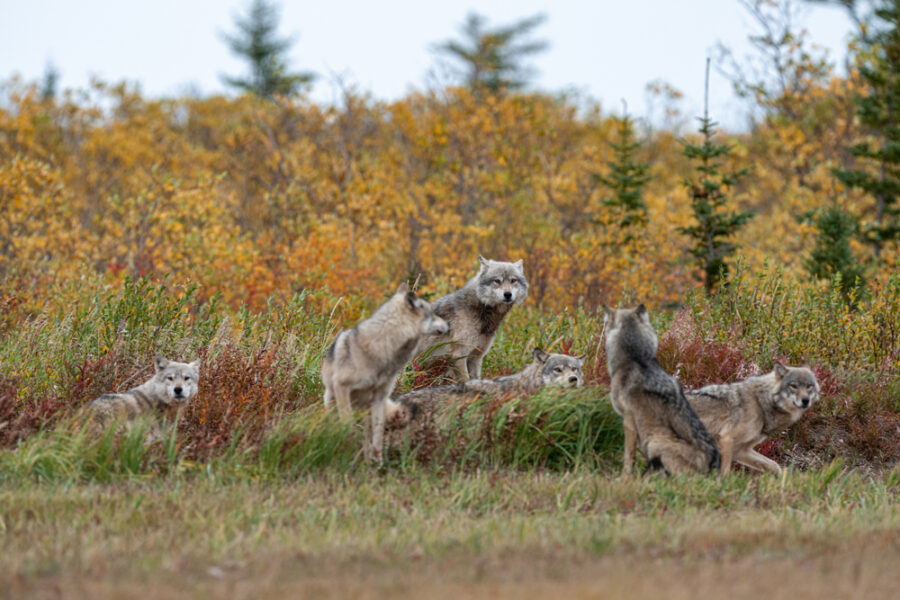 NEW! Summer Cloud Wolves of the Kaska Coast Expedition!