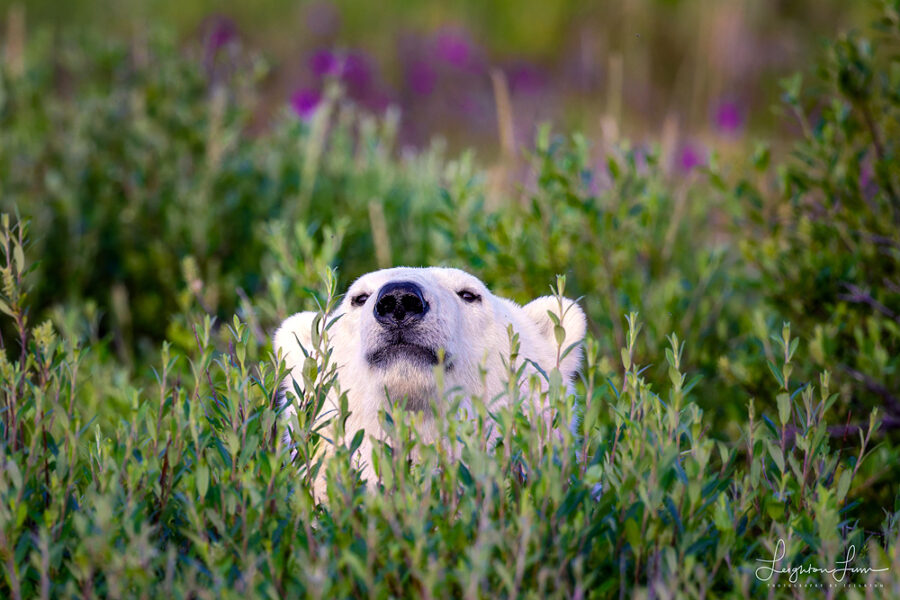 Summer Polar Bear Photo Safari! New for 2024! - Churchill Wild Polar ...