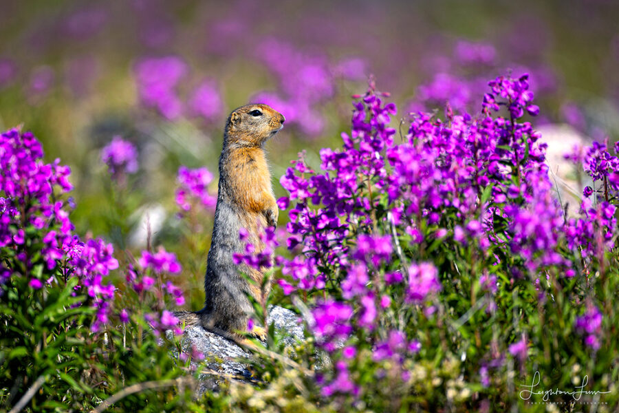 Polar Bear Tours | Wildlife Walking Safaris | Churchill Wild