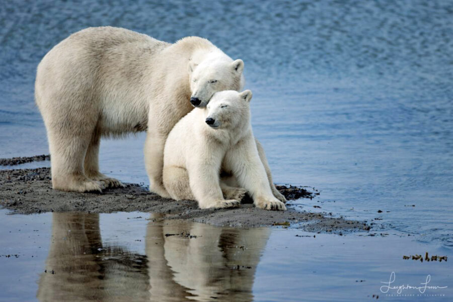Summer Polar Bear Photo Safari! New for 2024! - Churchill Wild Polar ...