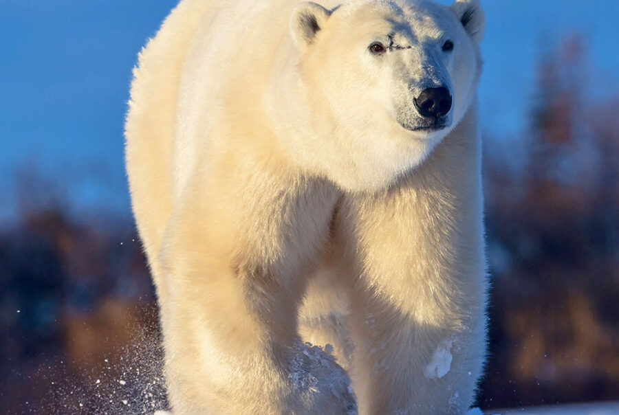 Polar Bear Blog | Churchill Wild Polar Bear Tours