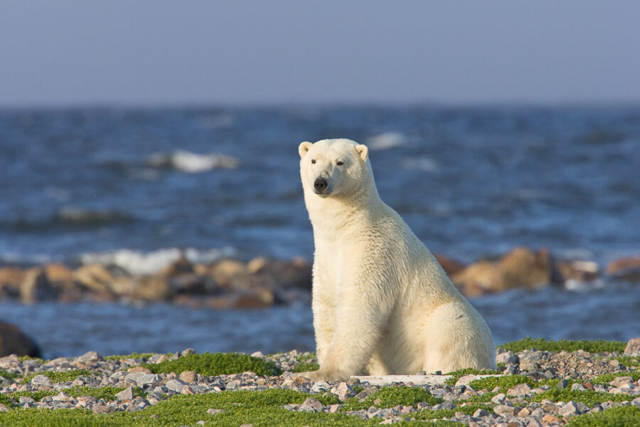 Polar Bear Tours | Wildlife Walking Safaris | Churchill Wild