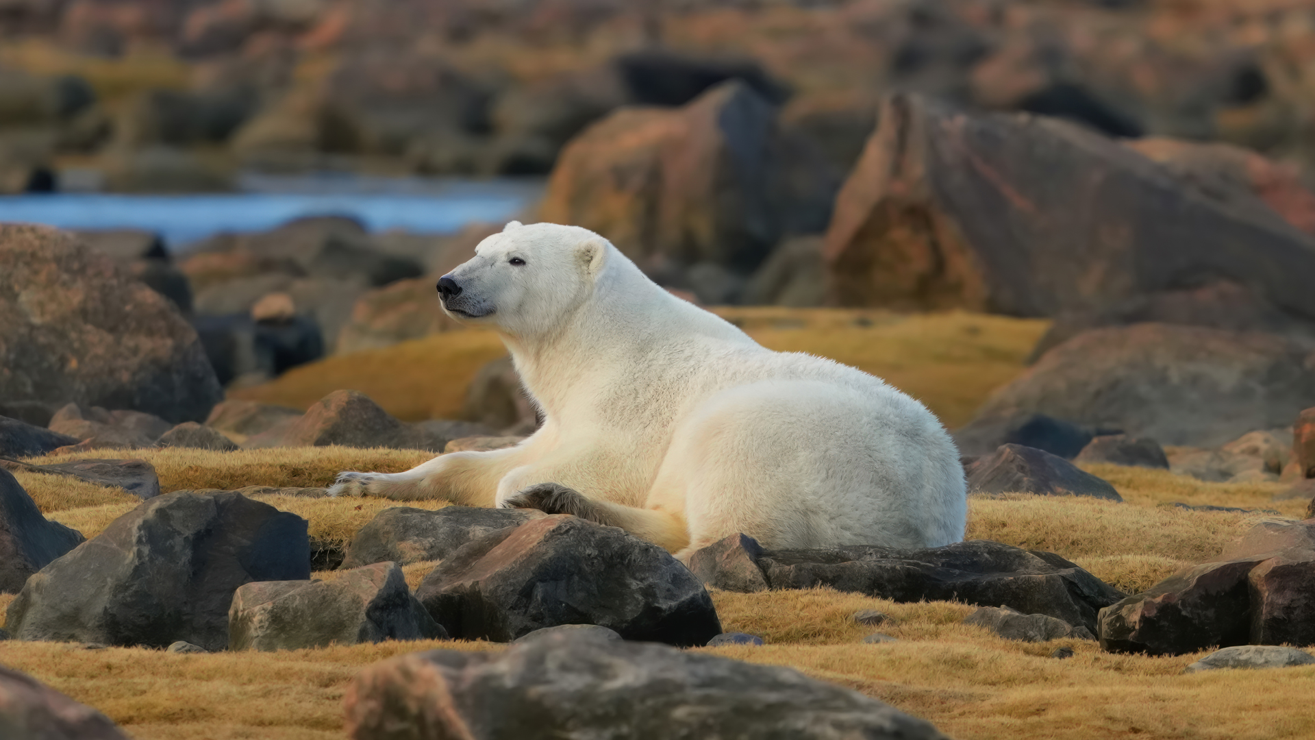 Churchill Wild | Polar Bear Tours | 1 (866) UGO-WILD
