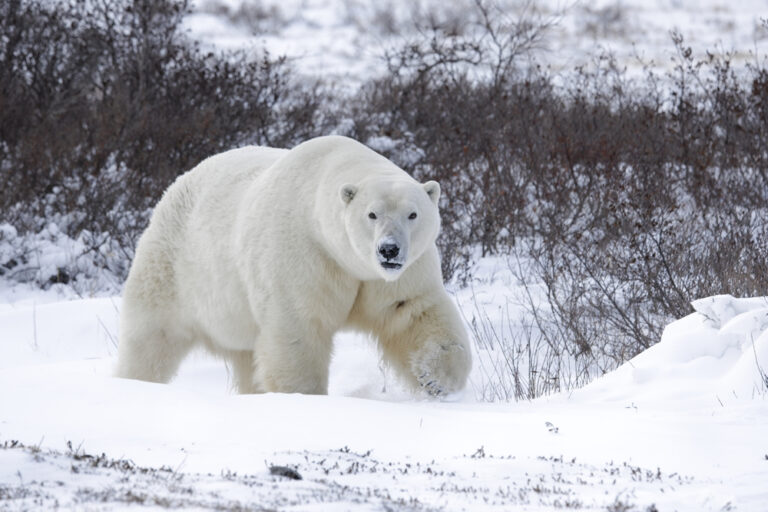 Polar Bear Tours | Wildlife Walking Safaris | Churchill Wild