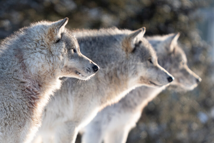 Wolves in a Snowstorm, Beautiful (Cold) Days at Nanuk - Churchill Wild ...