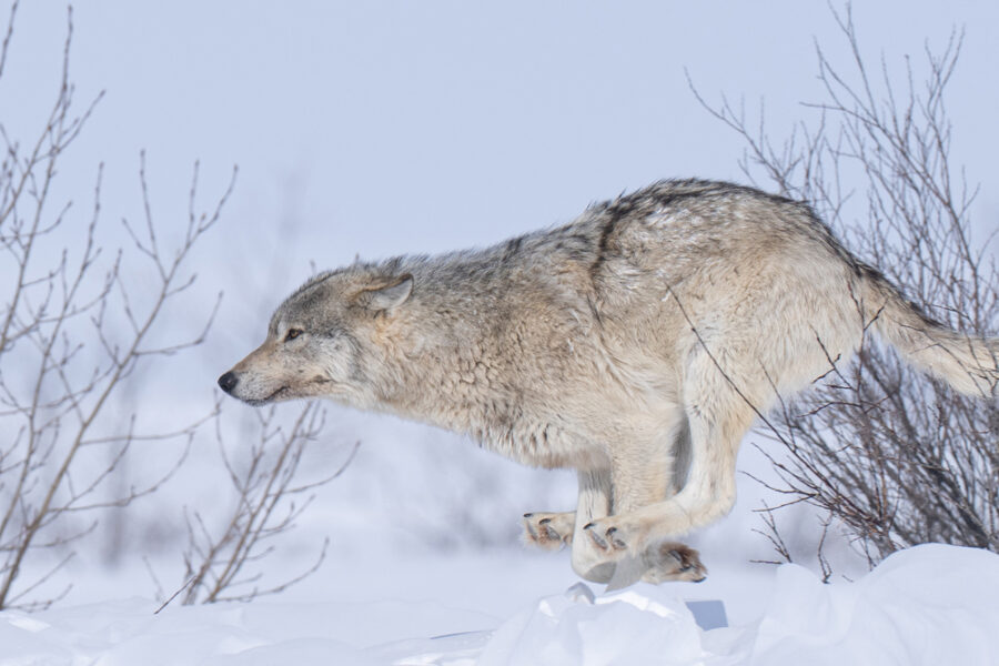 Wolves in a Snowstorm, Beautiful (Cold) Days at Nanuk - Churchill Wild ...