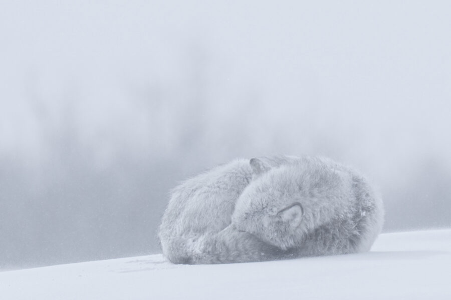 Wolves in a Snowstorm, Beautiful (Cold) Days at Nanuk - Churchill Wild ...