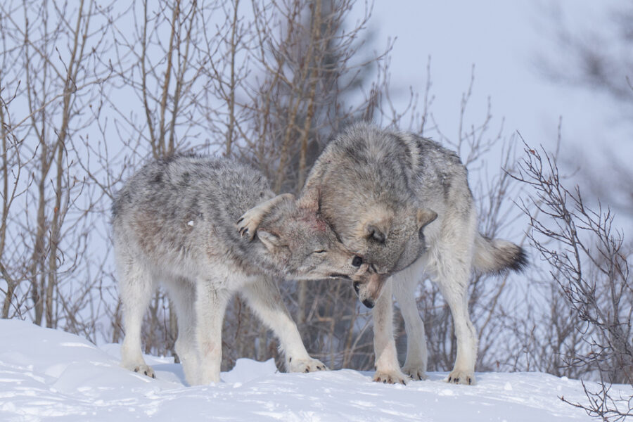 Wolves in a Snowstorm, Beautiful (Cold) Days at Nanuk - Churchill Wild ...