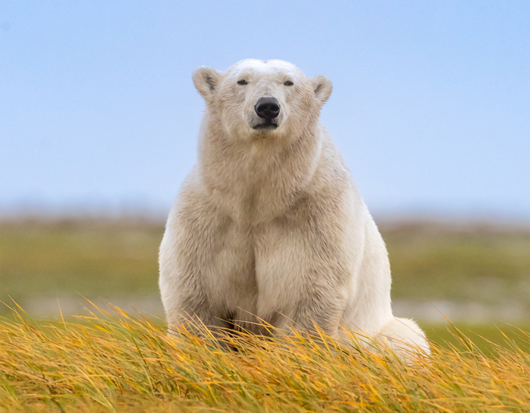 Polar Bear Tours | Wildlife Walking Safaris | Churchill Wild