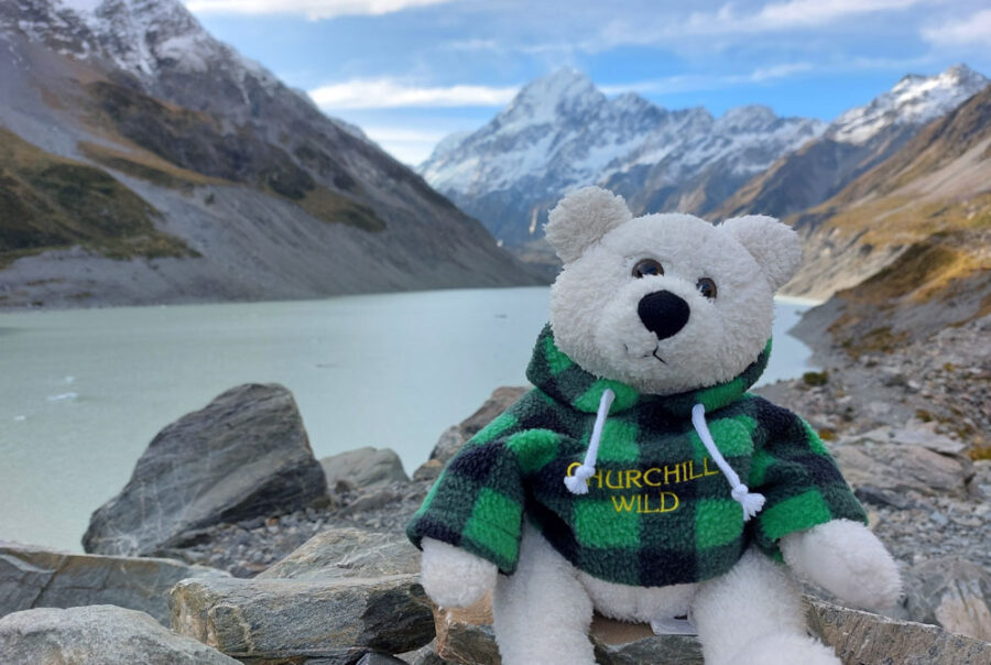 Polar Bear Blog | Churchill Wild Polar Bear Tours