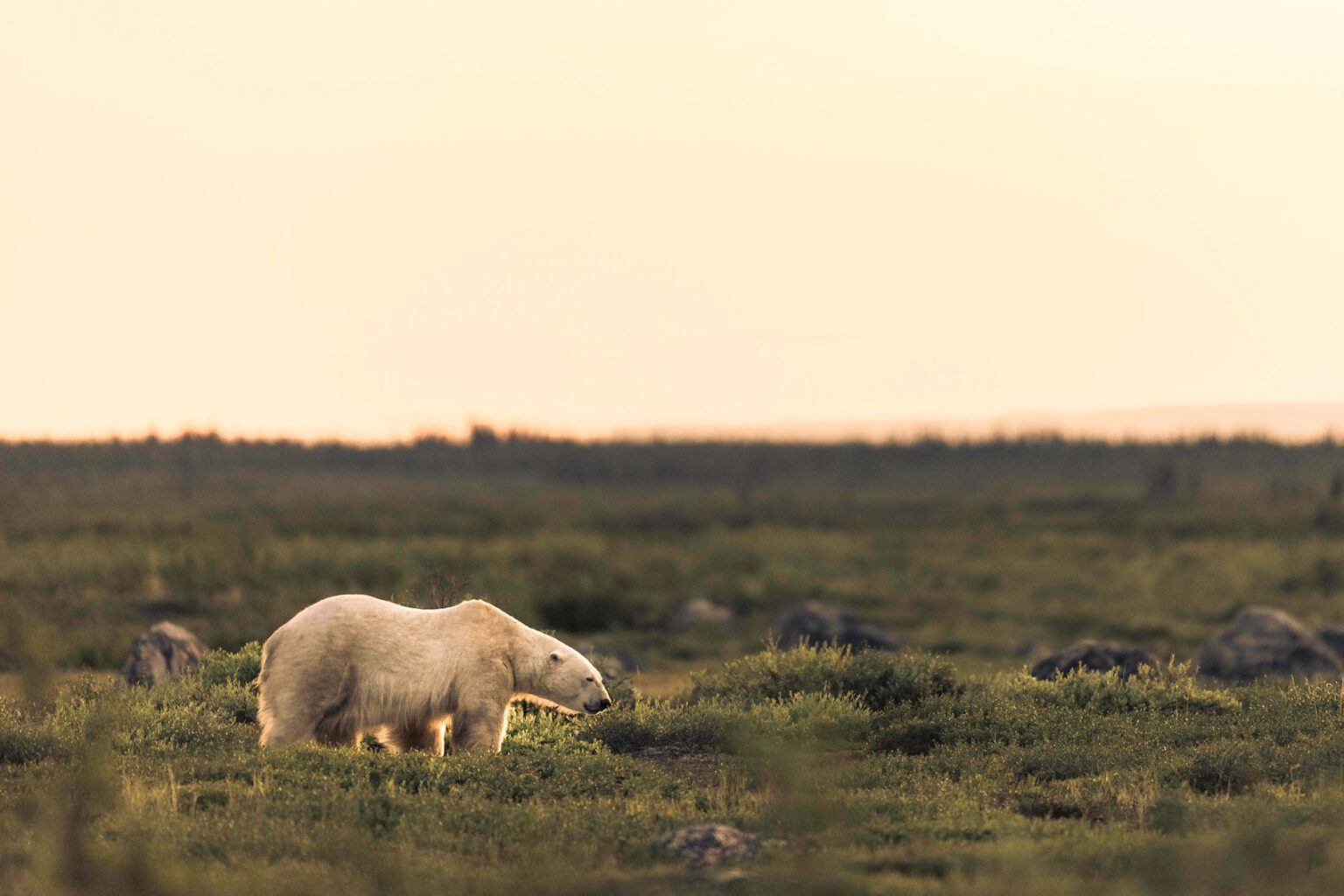 The Old Males of the Hudson Bay Coast: A Father's Day Tribute