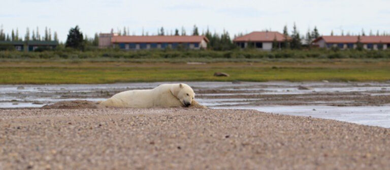 Churchill Polar Bears in the Summer 2025-2026 - Churchill Wild Polar ...