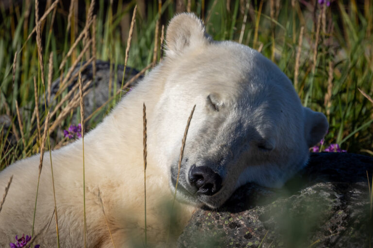 Churchill Polar Bears in the Summer 2025-2026 - Churchill Wild Polar ...