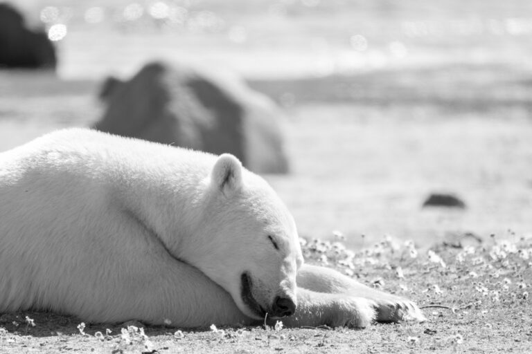 Churchill Polar Bears in the Summer 2025-2026 - Churchill Wild Polar ...