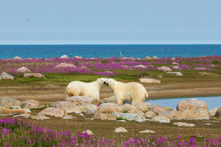 Churchill Polar Bears in the Summer 2025-2026 - Churchill Wild Polar ...