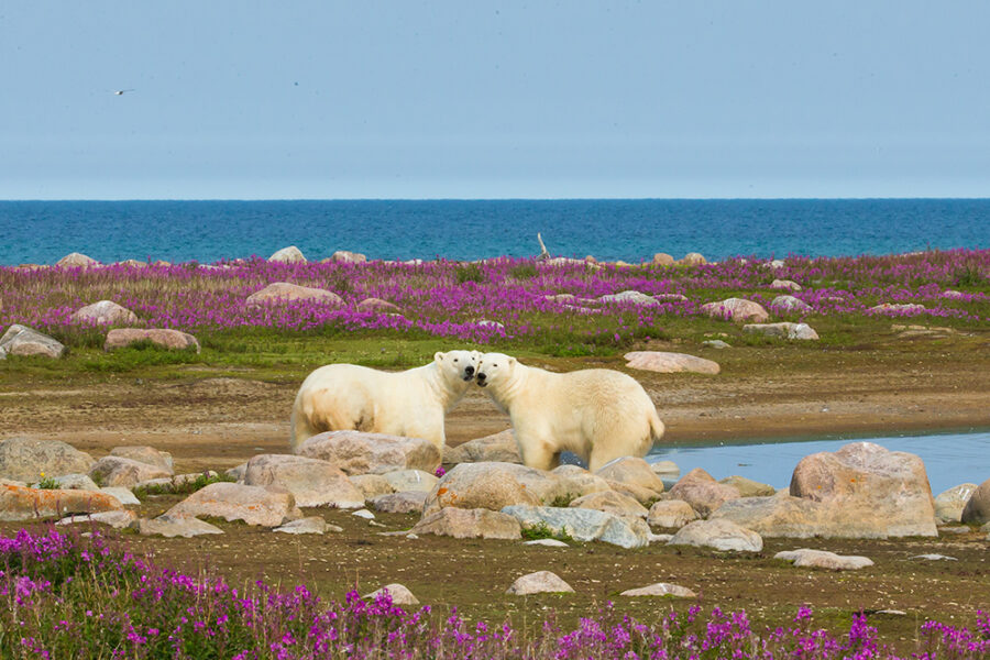 Churchill Polar Bears in the Summer 2025-2026 - Churchill Wild Polar ...